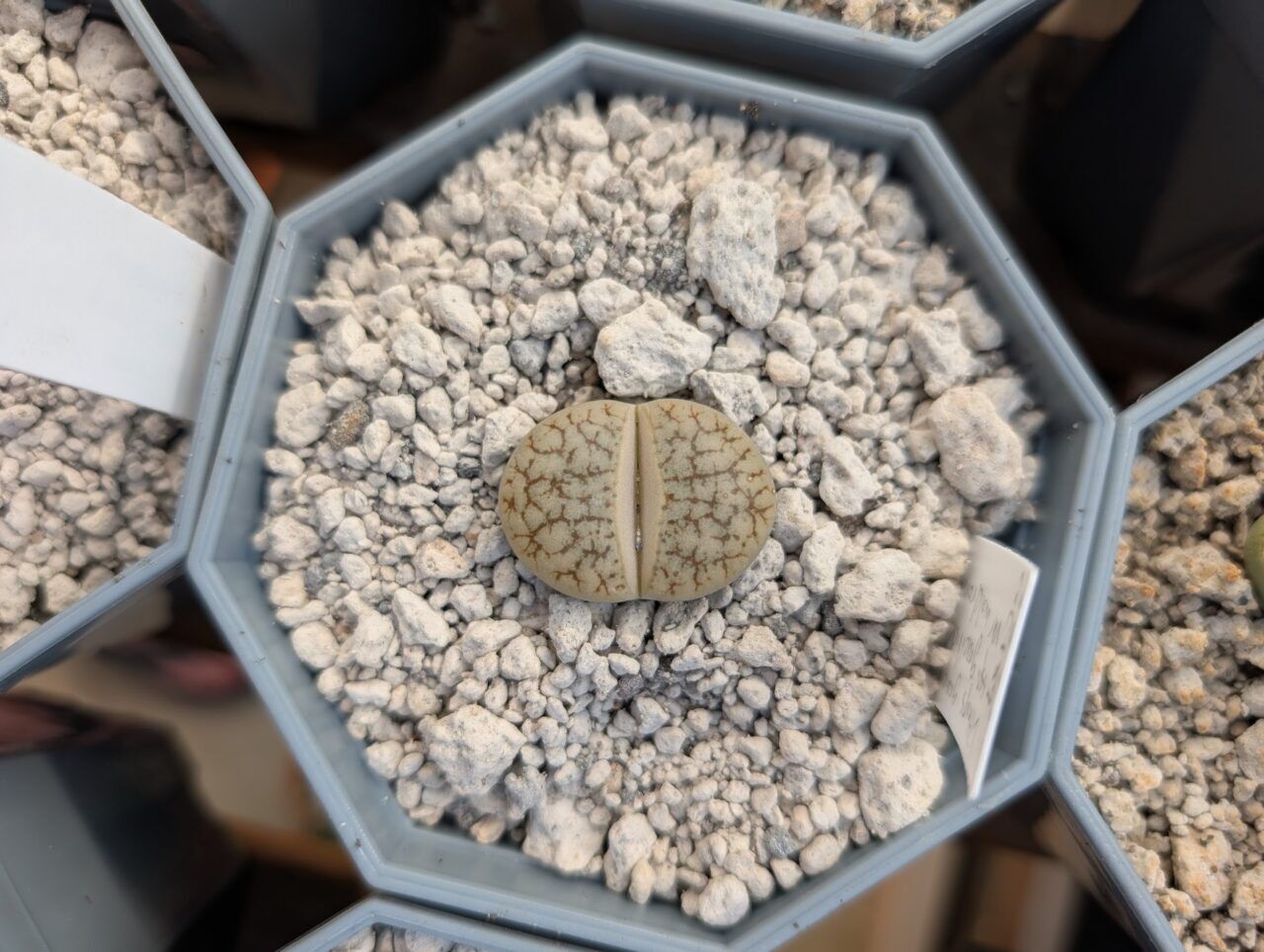 Lithops Library - Trex Plants