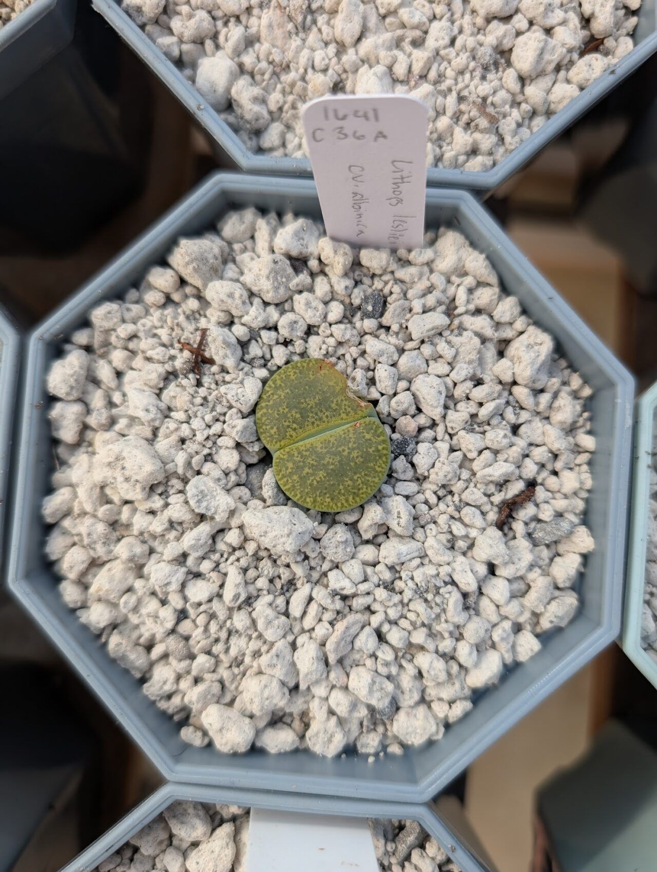 Lithops Library - Trex Plants