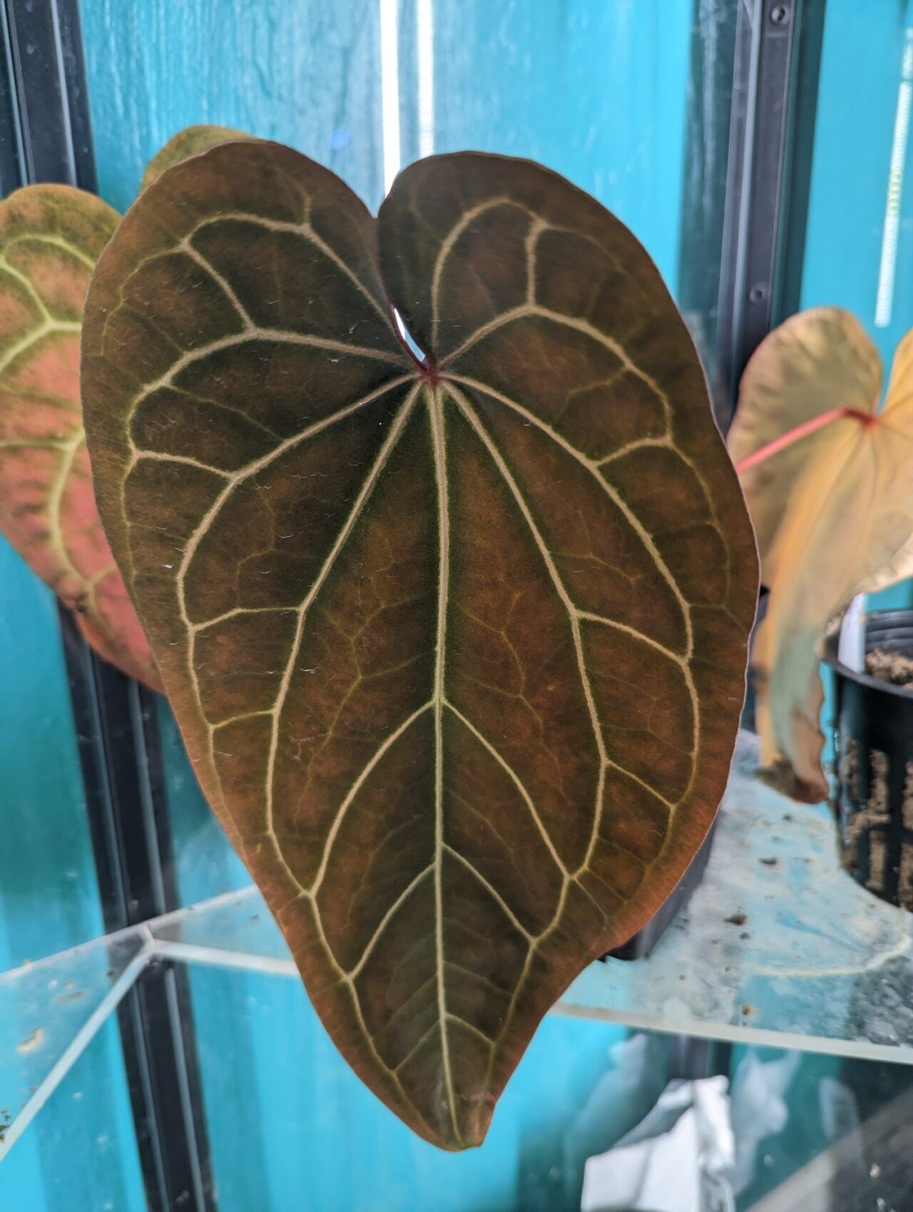 Anthurium Ace of Spades - Highly Coveted and Gorgeous - Trex Plants