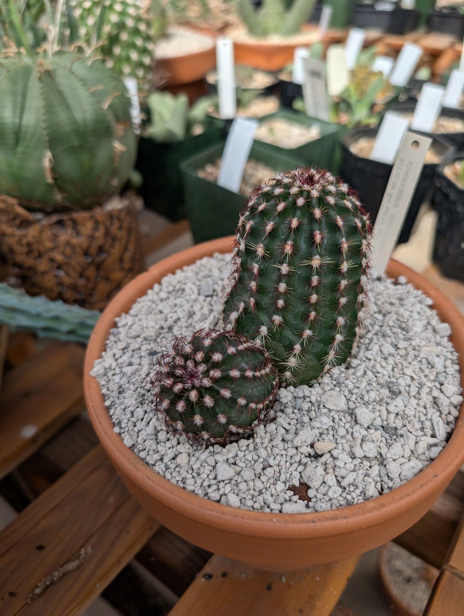 Is It Supposed to Look Like That or Is It Dying? How to Tell If Your ...