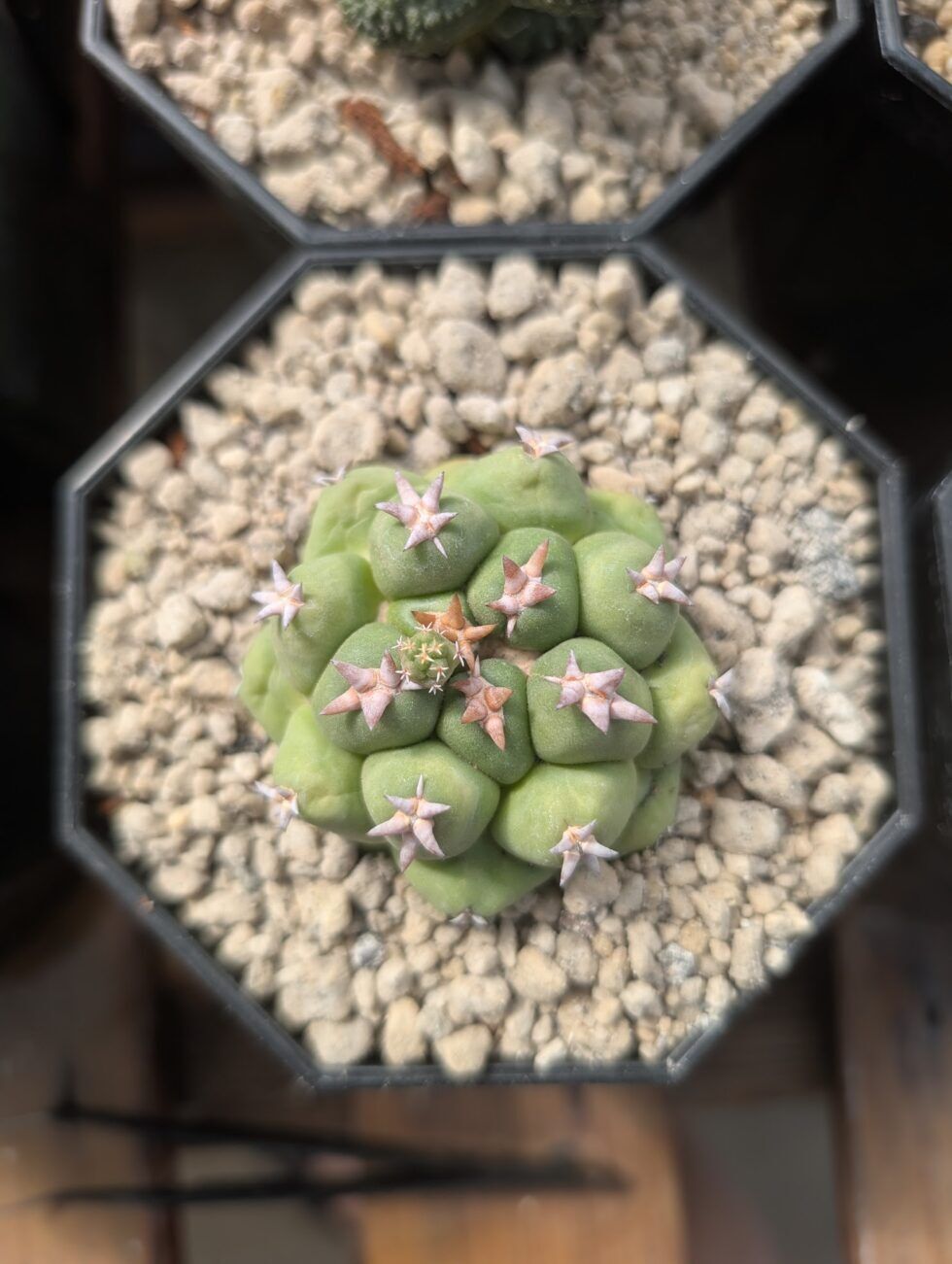 Is It Supposed to Look Like That or Is It Dying? How to Tell If Your ...