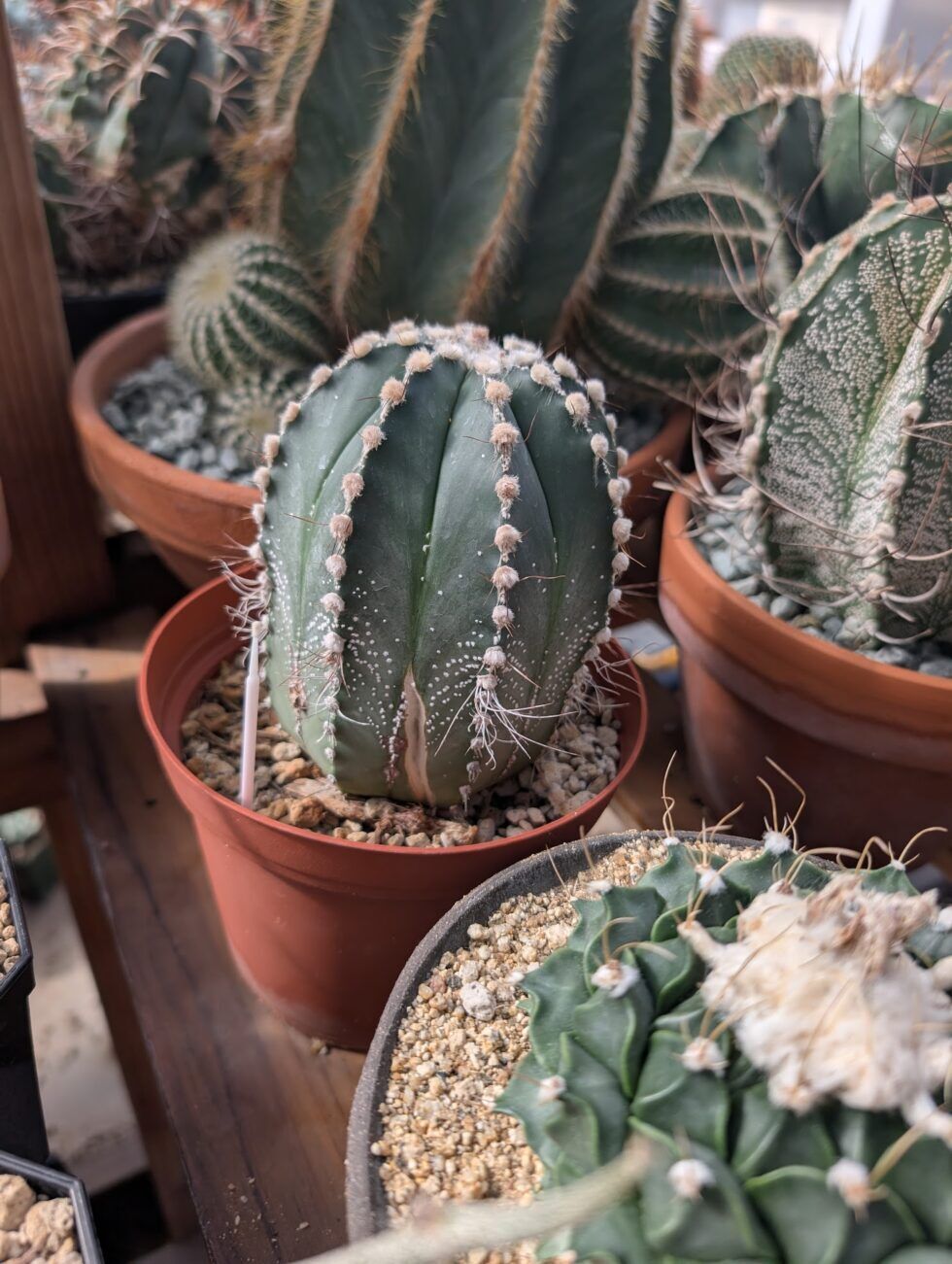 Is It Supposed to Look Like That or Is It Dying? How to Tell If Your ...