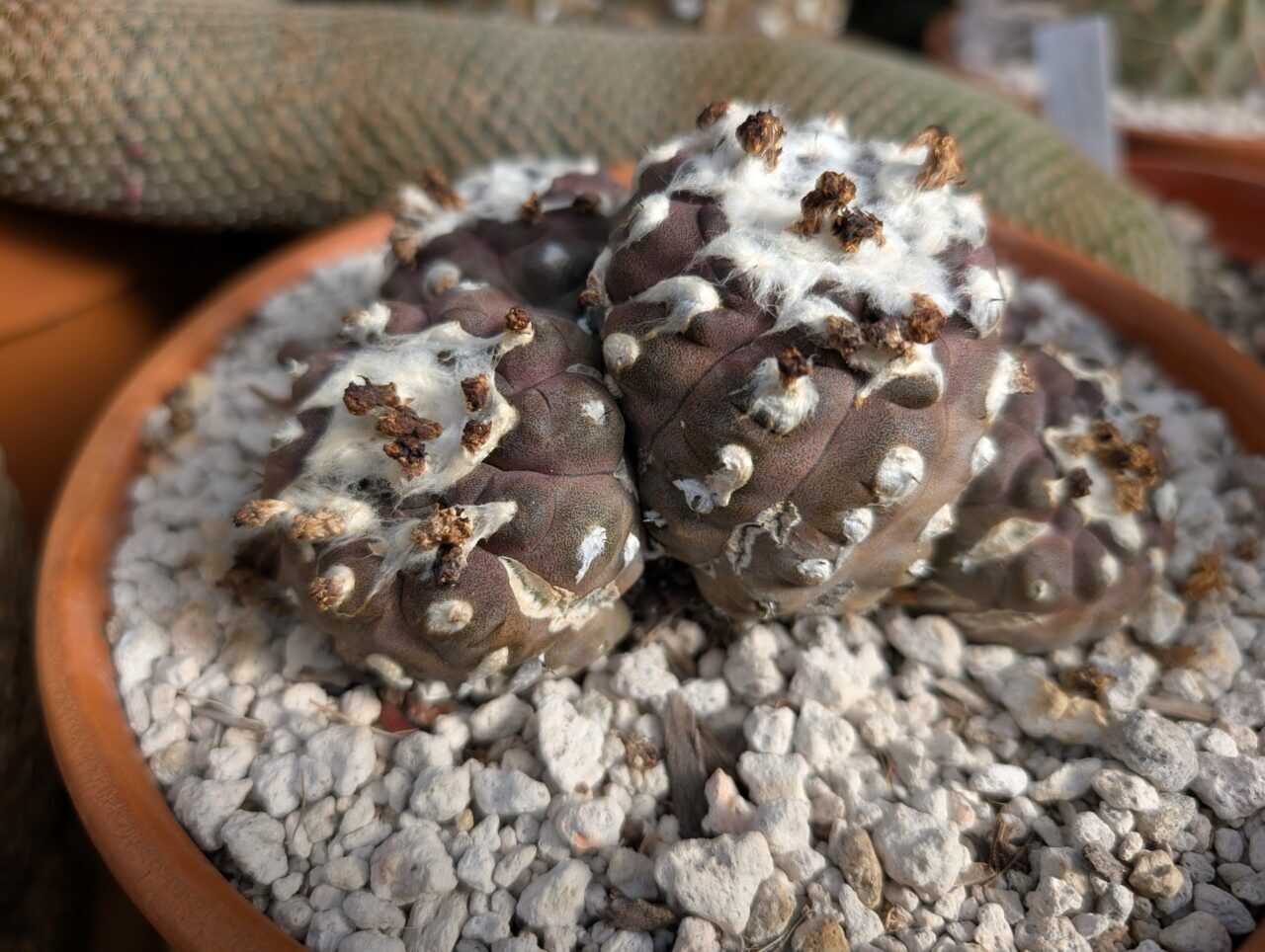 Is It Supposed to Look Like That or Is It Dying? How to Tell If Your ...