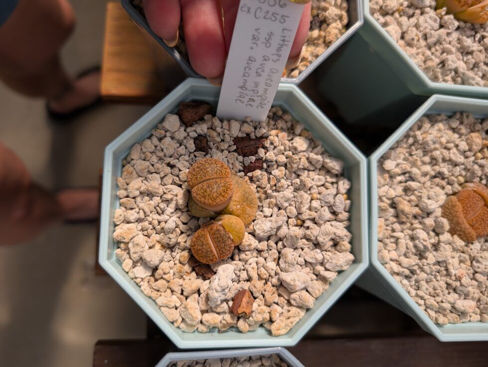 How to Correct Lithops Growing Problems - Trex Plants