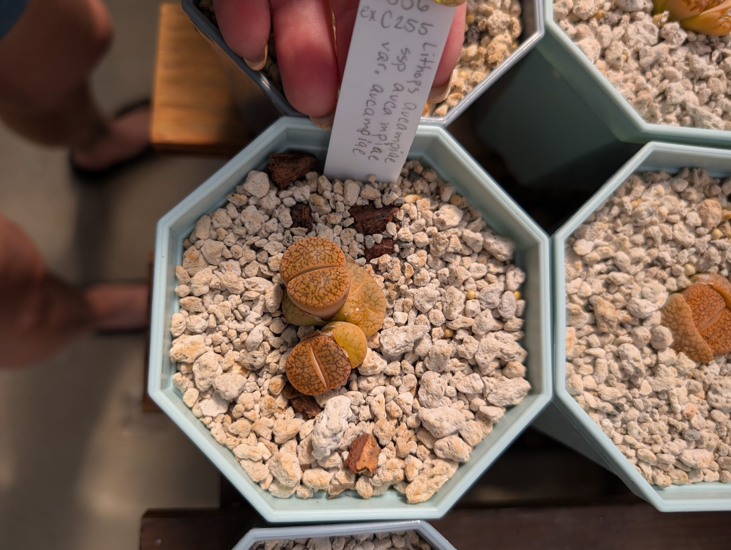 How to Correct Lithops Growing Problems - Trex Plants