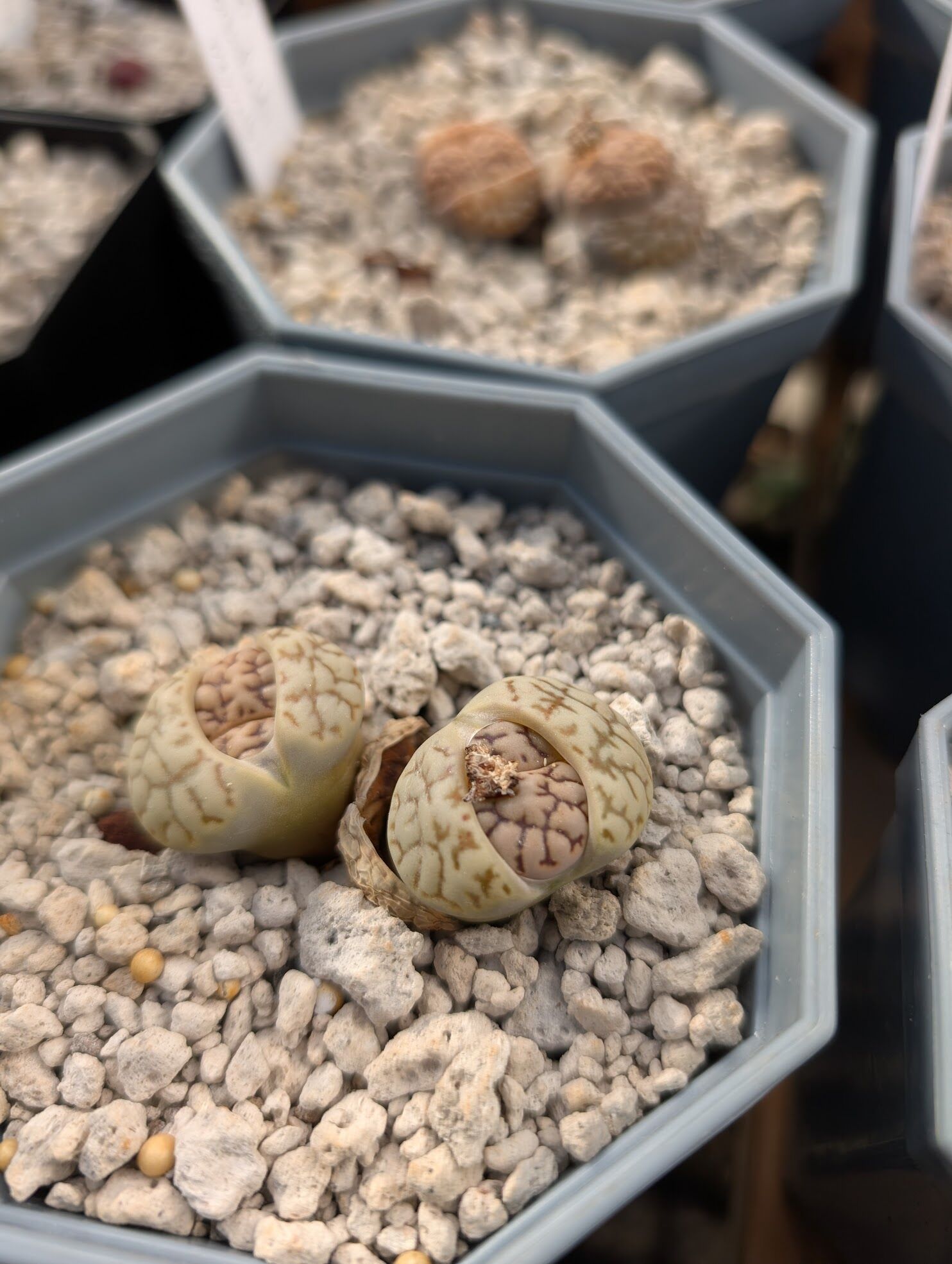 How to Correct Lithops Growing Problems - Trex Plants