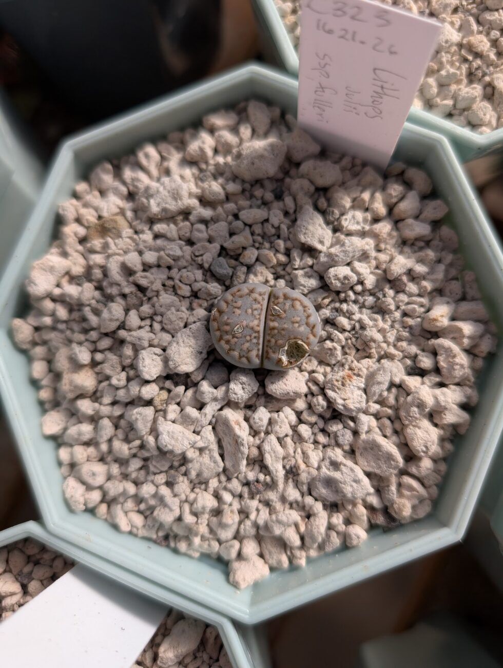 How to Correct Lithops Growing Problems - Trex Plants