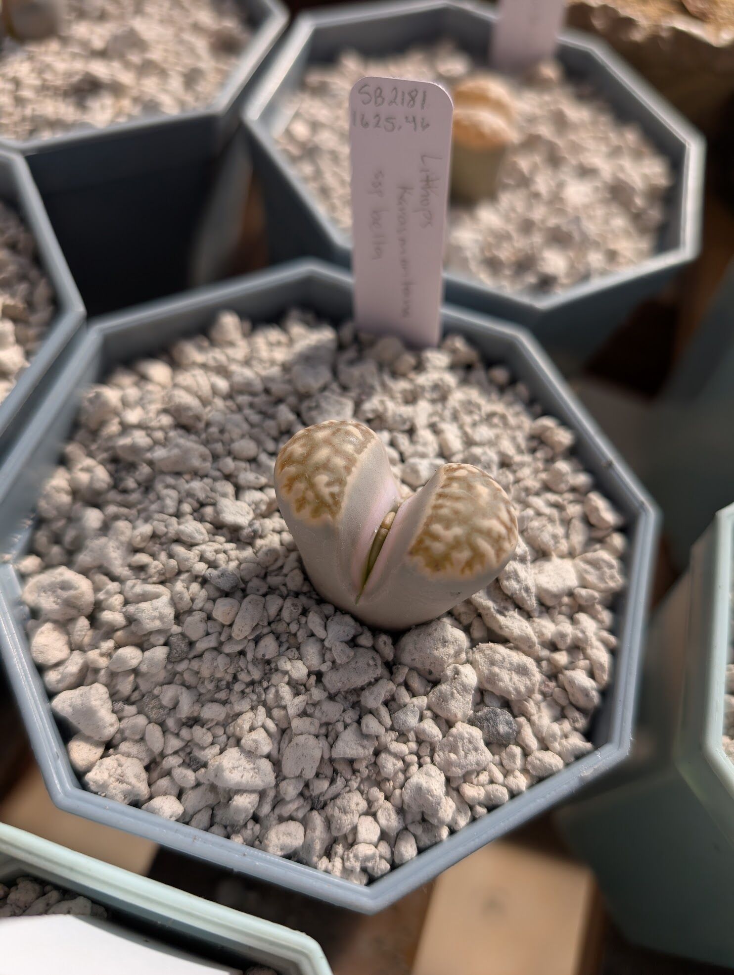 How to Correct Lithops Growing Problems - Trex Plants