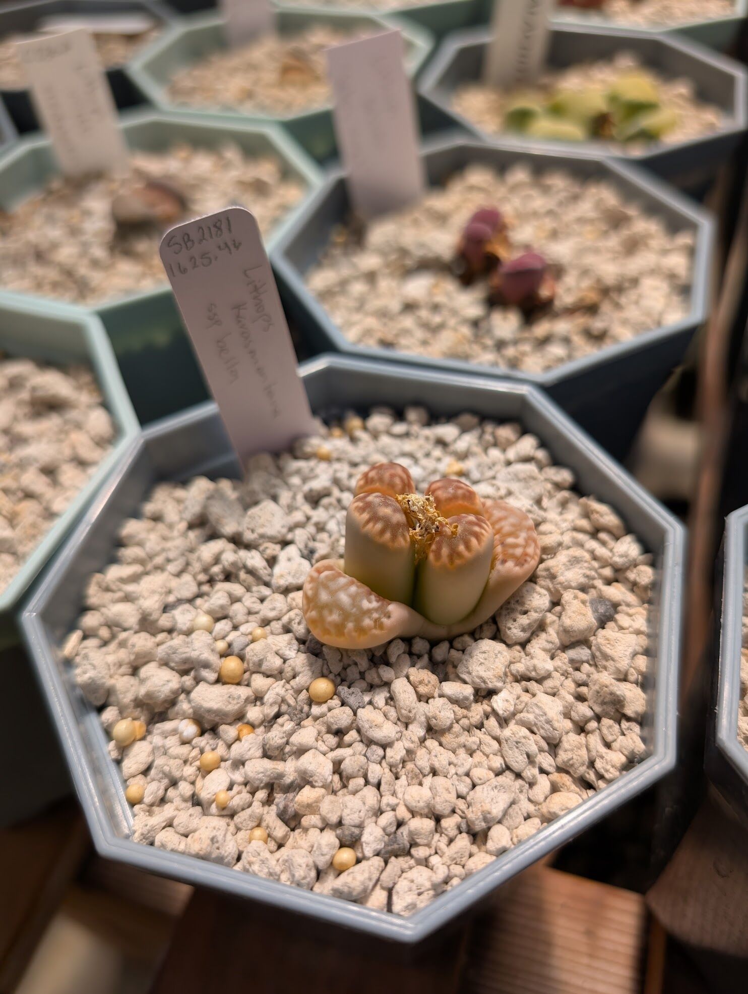 How to Correct Lithops Growing Problems - Trex Plants