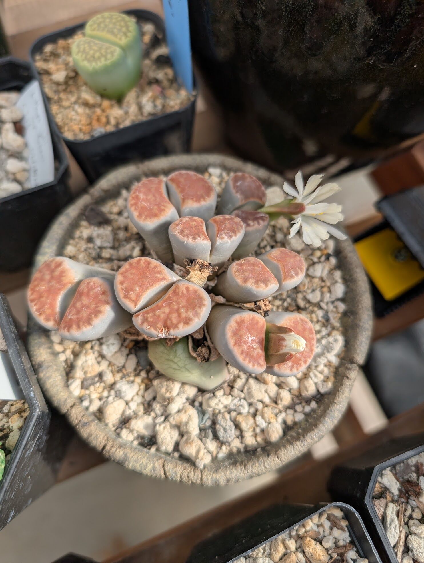How to Correct Lithops Growing Problems - Trex Plants