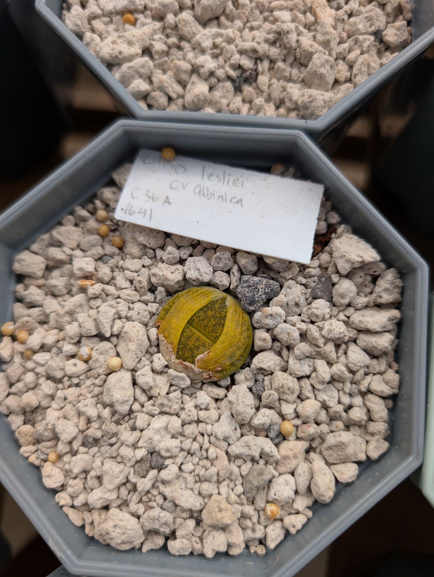 How to Correct Lithops Growing Problems - Trex Plants
