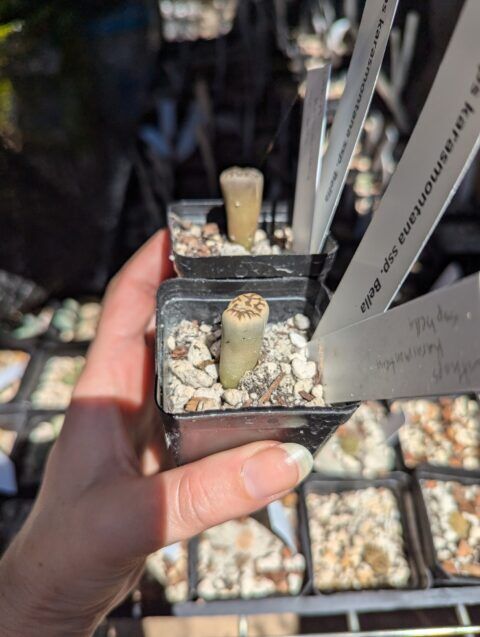 How to Correct Lithops Growing Problems - Trex Plants
