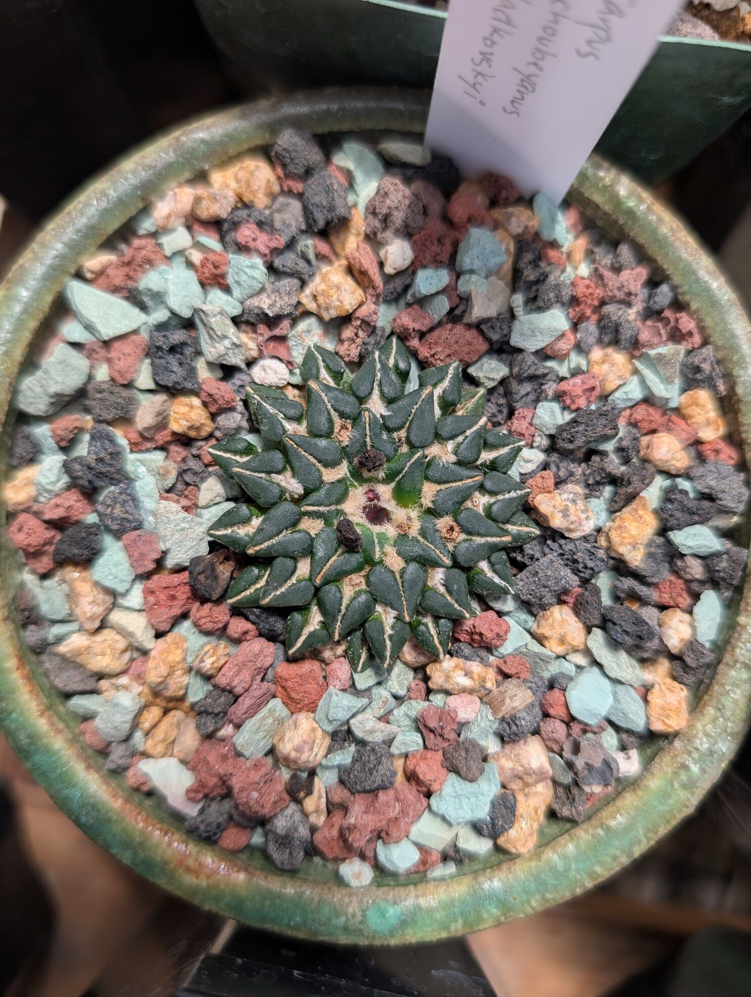 Growing Ariocarpus for Beginners - Trex Plants