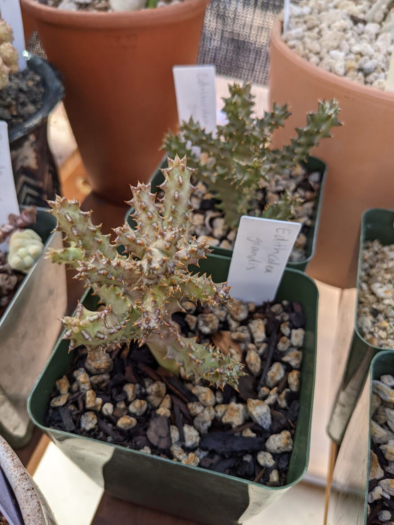 Edithcolea grandis: How to Make Your Persian Carpet Flower Bloom - Trex ...
